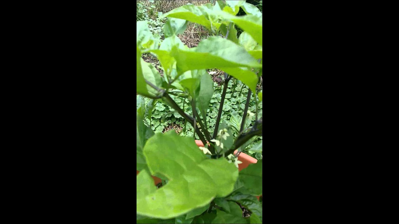 2015 Carolina Reaper Plant 2ND UPDATE It's Flowering! - YouTube
