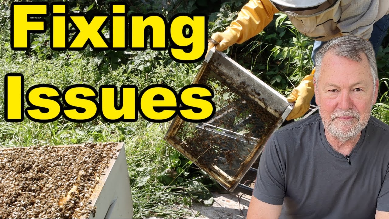 Beekeeping | How To Solve Those Really Tough Issues - YouTube