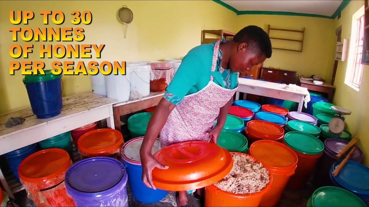 A Lot Of Honey From Kisoro Beekeepers Cooperative - YouTube