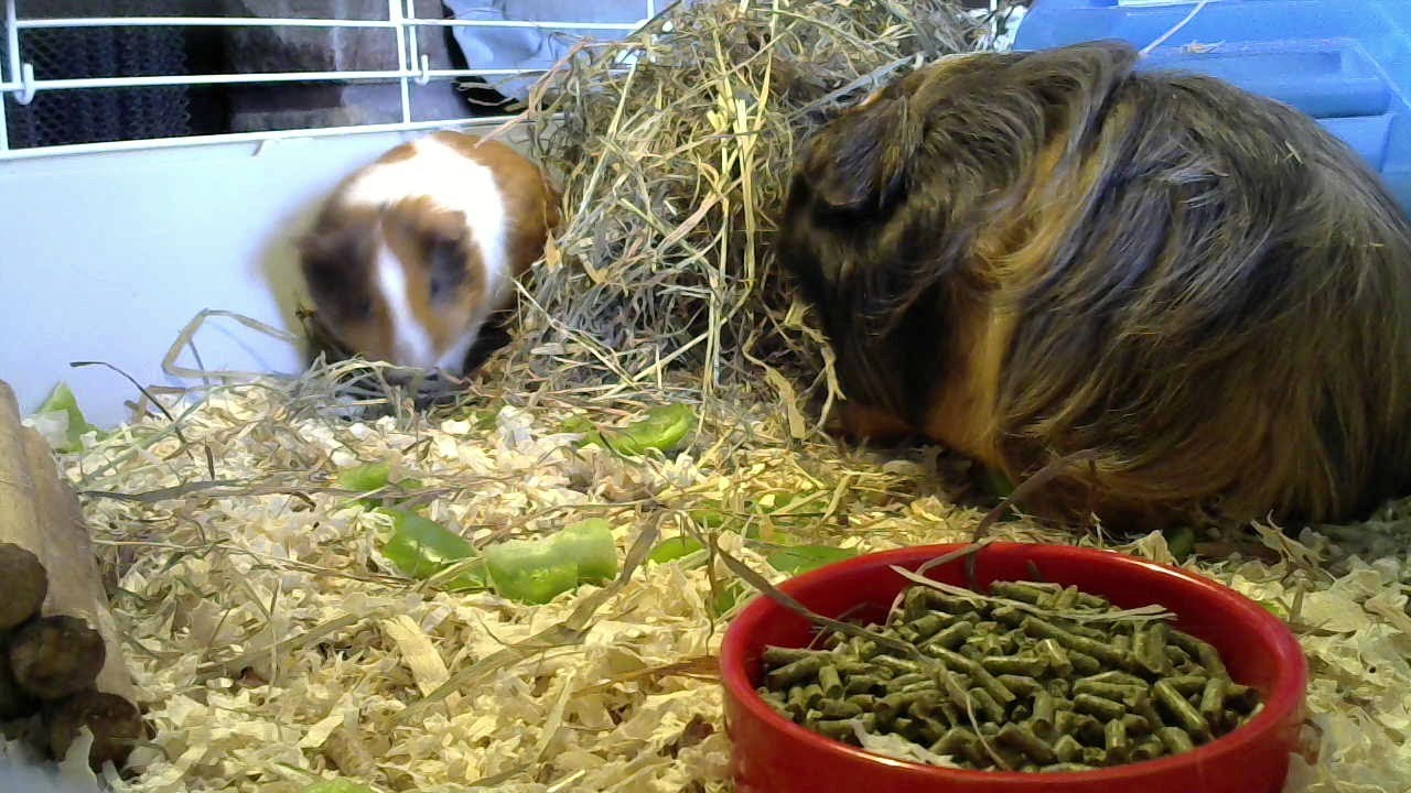 Holly & Lilly's Adventures - YouTube