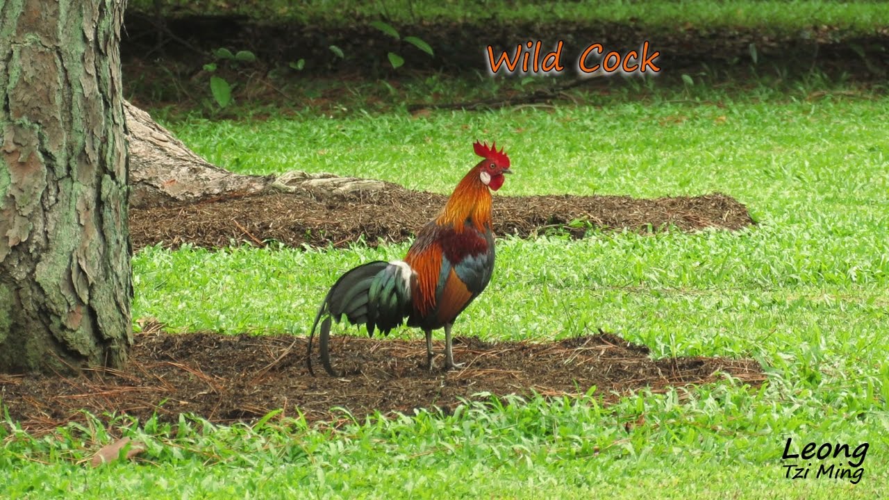 Wild Rooster (29Jan2017) - YouTube