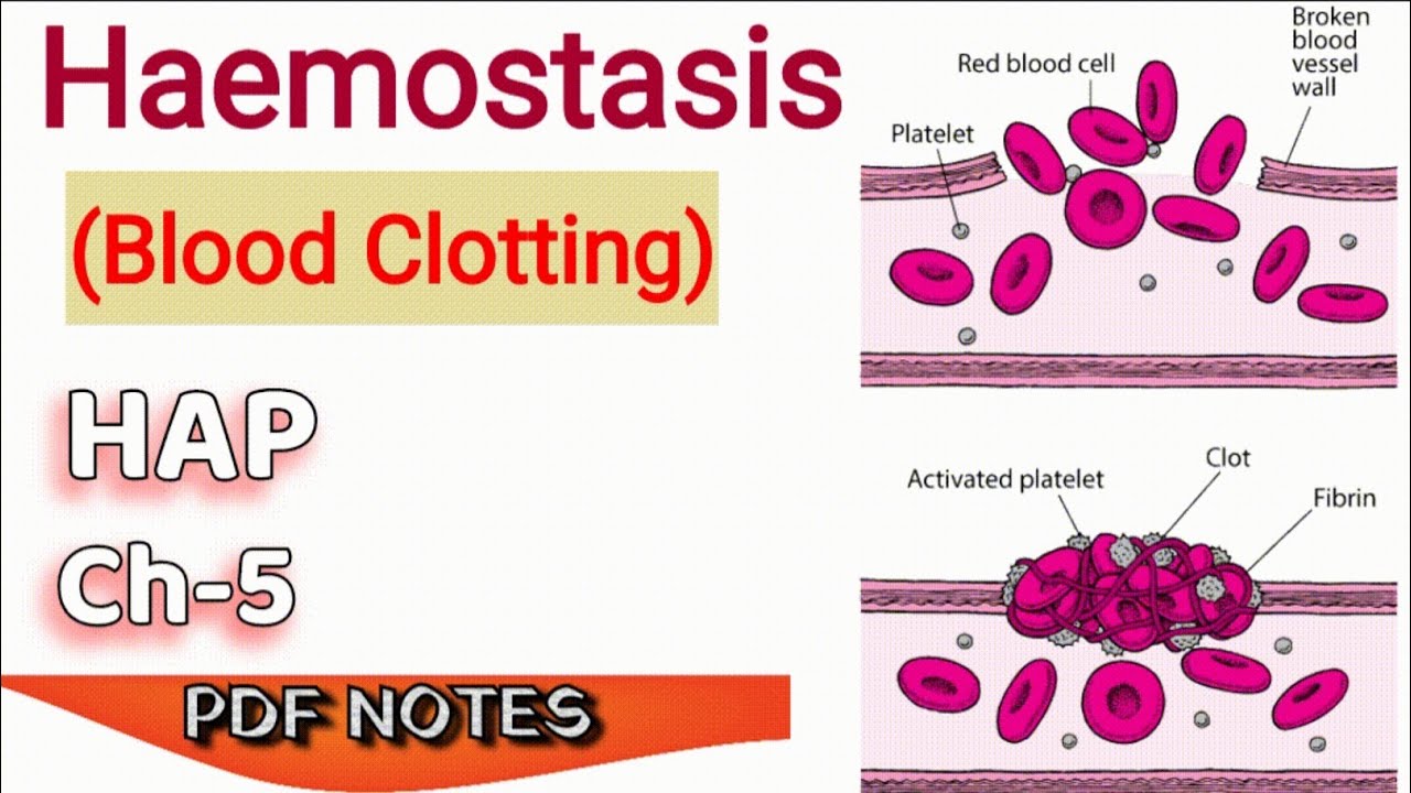 Haemostasis||Blood Clotting||HAP||D.Pharm||B.Pharm - YouTube