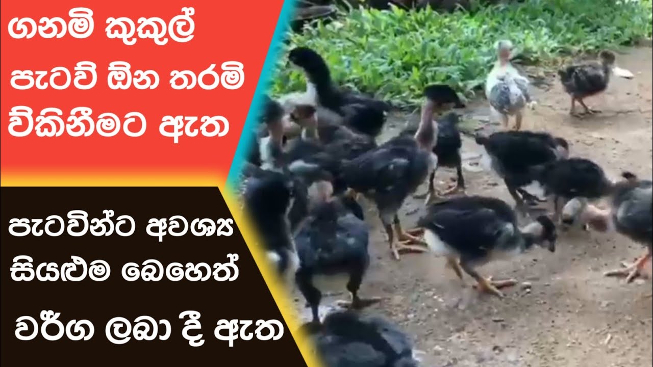 village chickens for sale in mathara #1 / gam kukul patau vikinimata ...