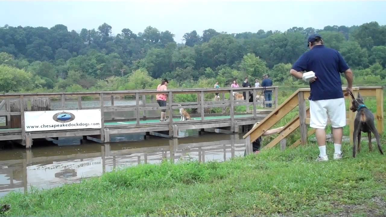 Phantom the minnie aussie/staffy dock diving - YouTube