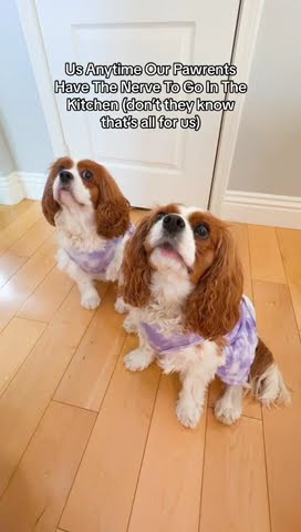 Don’t our pawrents know the kitchen is off limits unless we get ...