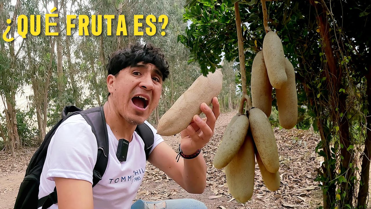 ENCONTRÈ UNA FRUTA EXOTICA, DESCONOCIDA - YouTube