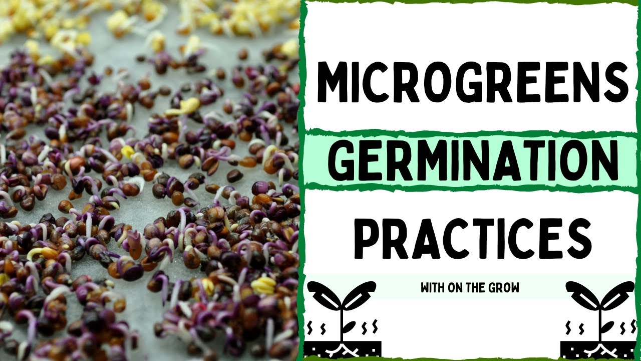 Microgreen Germination Practices - On the Grow - YouTube