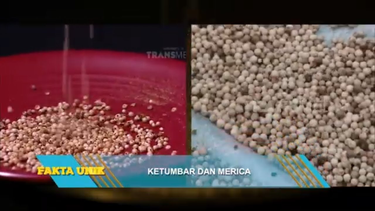 Apa Perbedaan Ketumbar Dan Merica | OMG!! (08/02/23) - YouTube