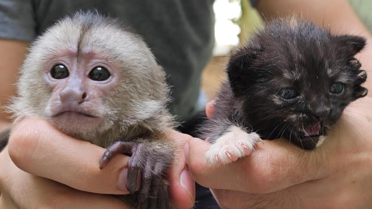 So cute! KuKy the capuchin monkey helps a street kitten🐱🐱🐵🐒 - YouTube