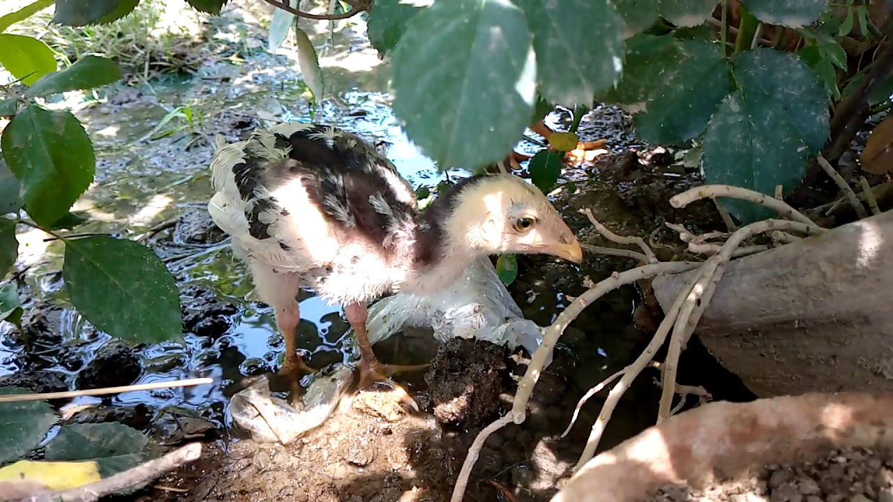 Female Male Hens World || Episode 4 || WATCH NOW || - YouTube