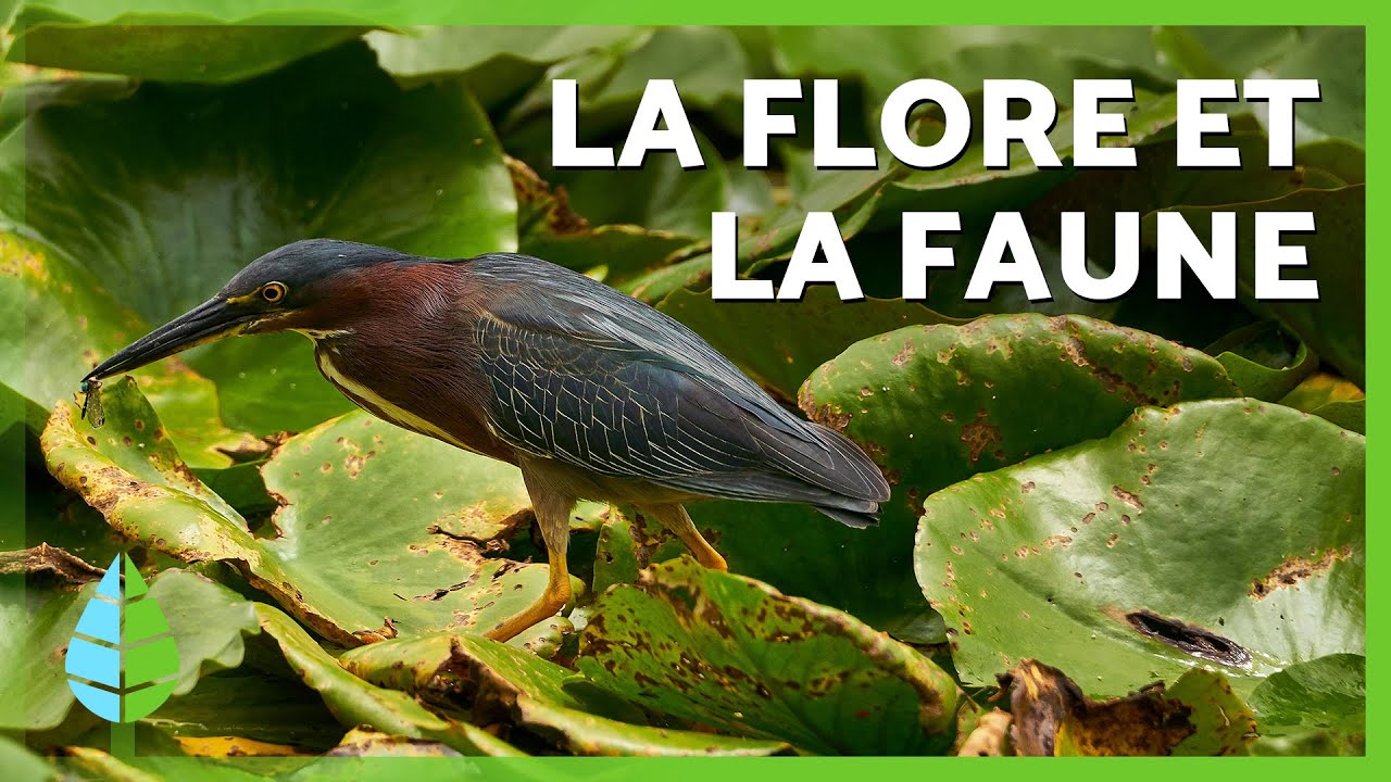 C'est quoi la FAUNE et la FLORE ? 🌷🦁 | L'IMPORTANCE de la FAUNE et la FLORE - YouTube