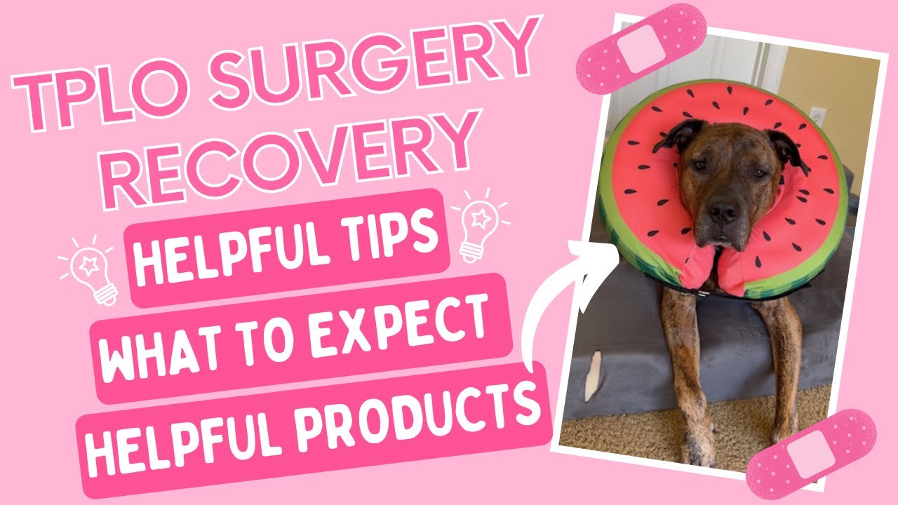 Dog TPLO Surgery Recovery: What to expect, helpful products and more ...