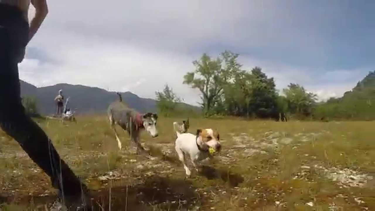 Labradors - Sundance (official video) - YouTube