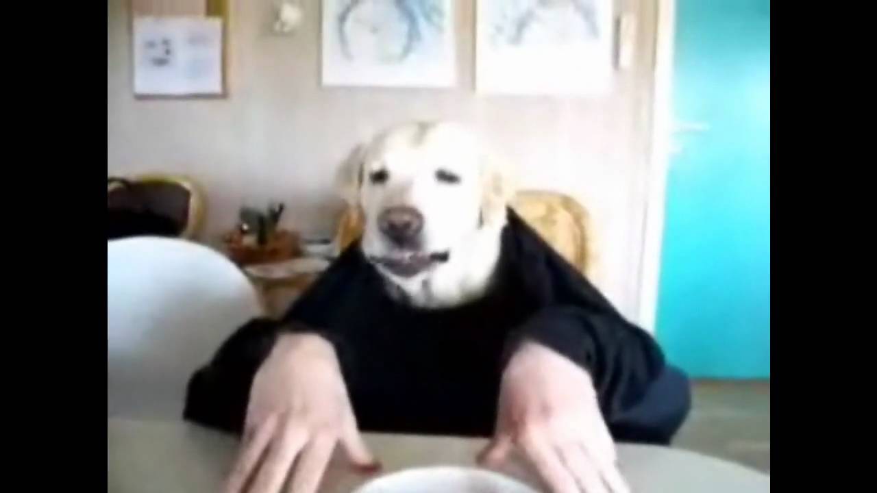 perro de risa - YouTube