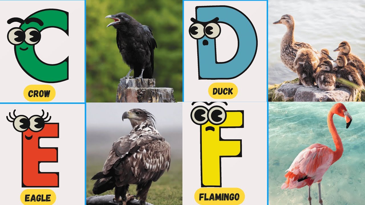 Feathered Friends ABCs | ABC Song | Birds Alphabet Song for Kids #abcd ...