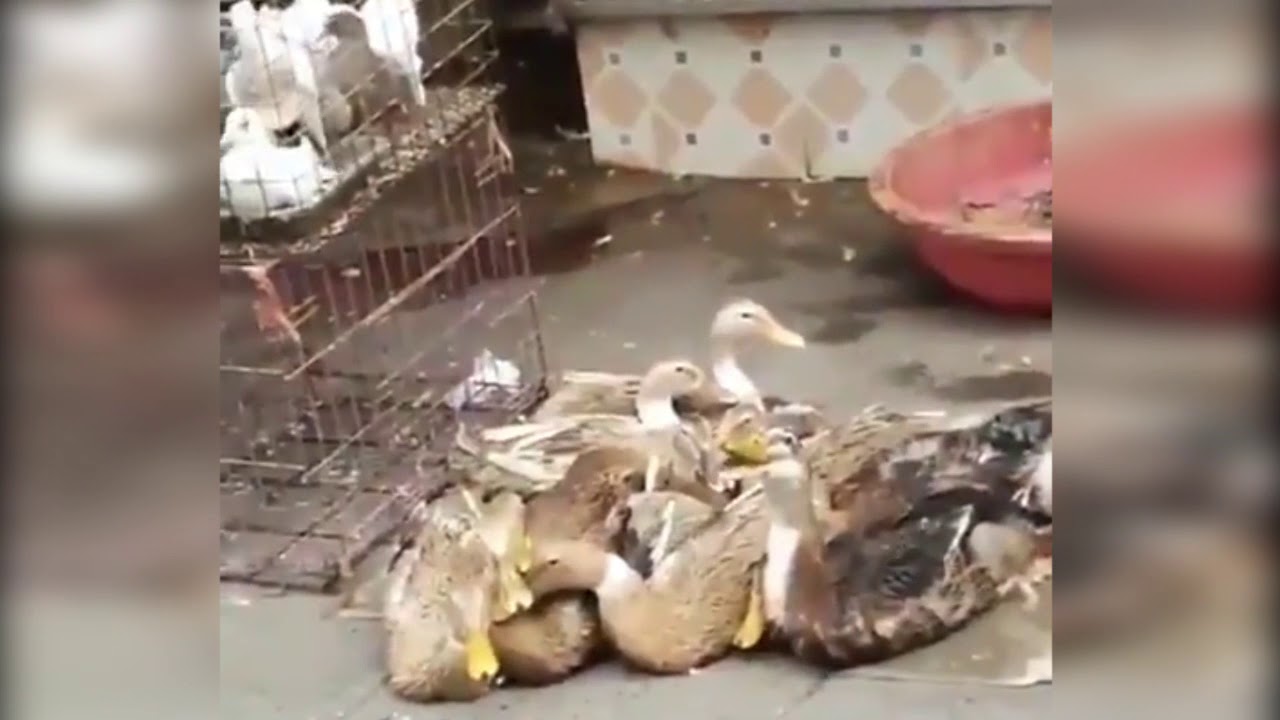 Feel good duck inc. - YouTube