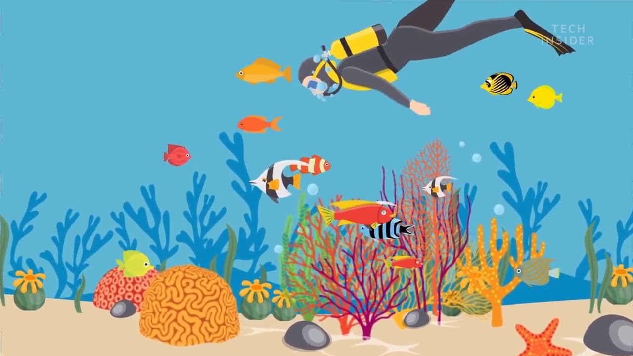 What Would Happen If All The Coral Reefs Died Off - YouTube