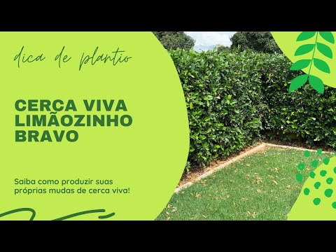 Como fazer mudas de Limãozinho Bravo (Cerca Viva)