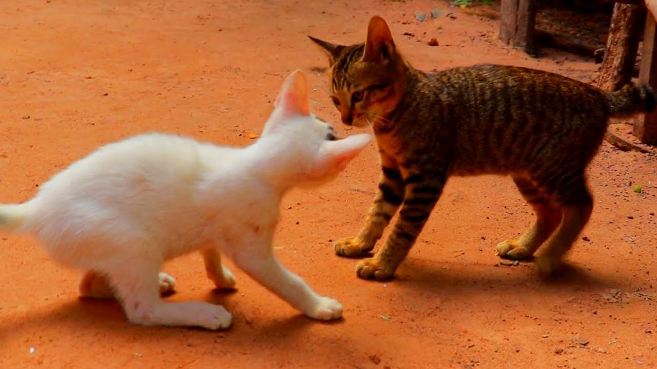 Lovely Funny TONSAY & KLA Playing fun |Cute Kitty - YouTube