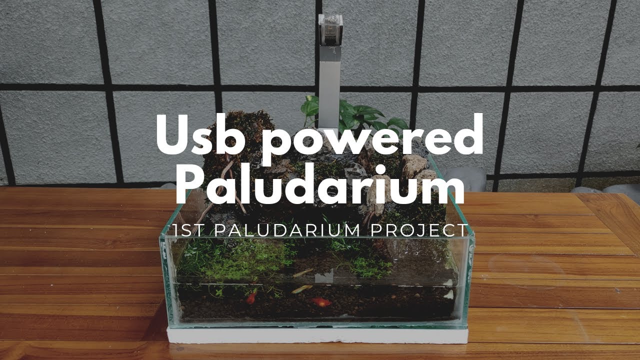 Small paludarium Usb Powered - YouTube