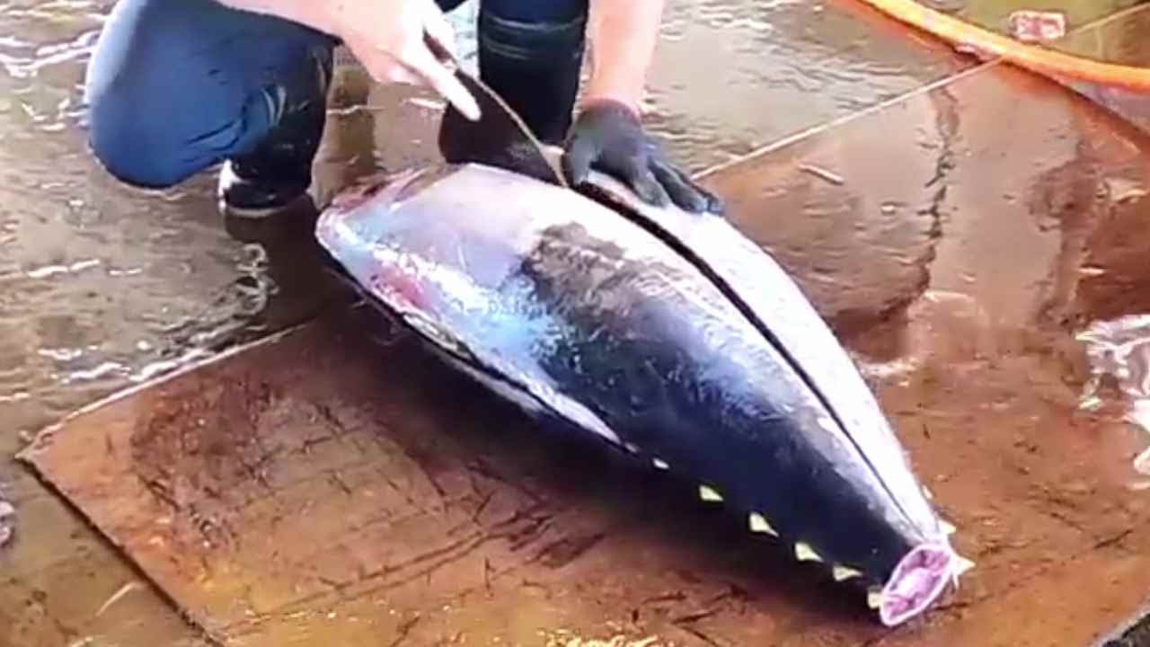 Perfectly Cut Bluefin Tuna in 1 Minute - Amazing Cutting Skills - YouTube