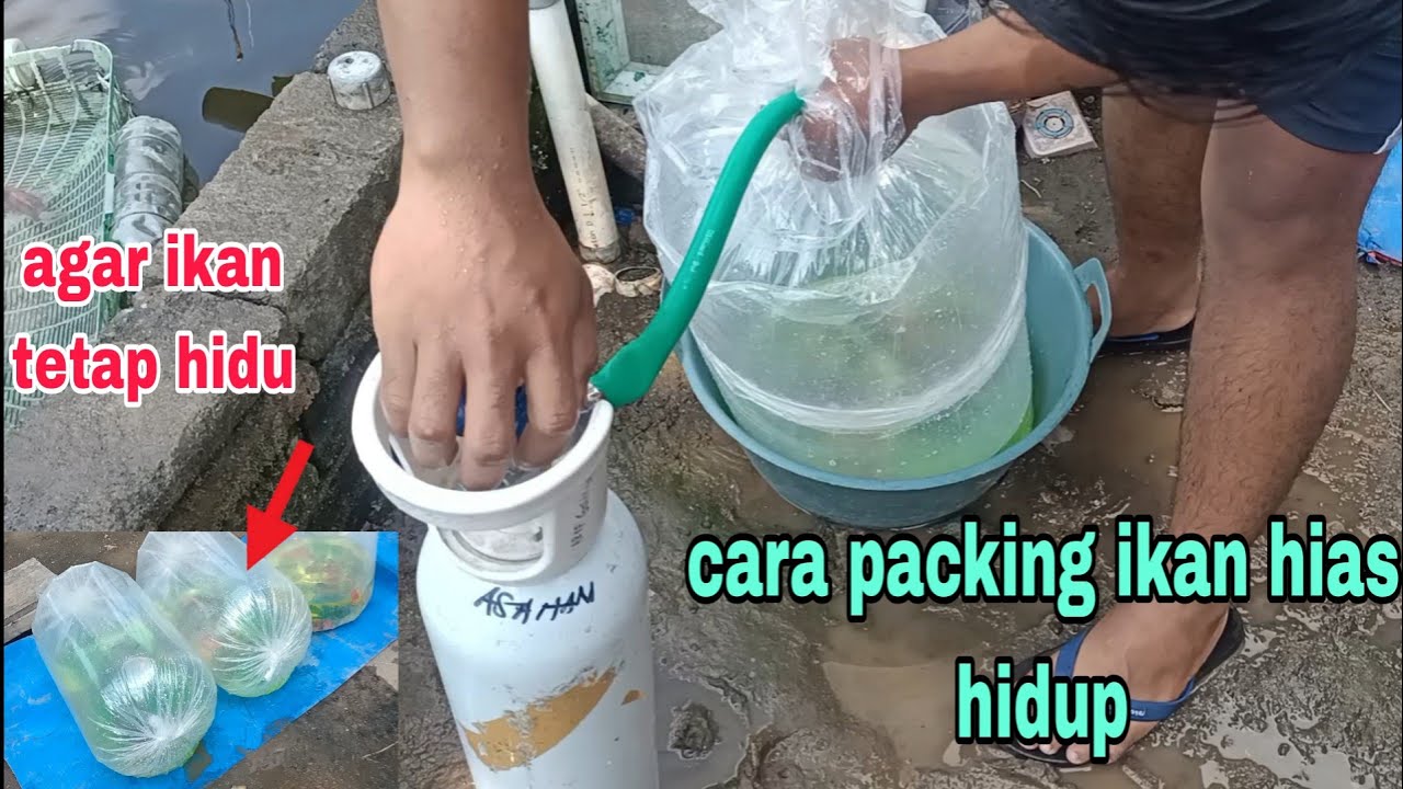 tutorial dan cara packing ikan hidup untuk di kirim - YouTube