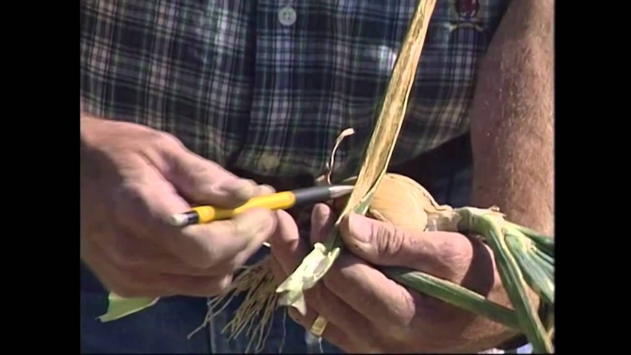 Onion Xanthomonas Bacterial Disease - YouTube
