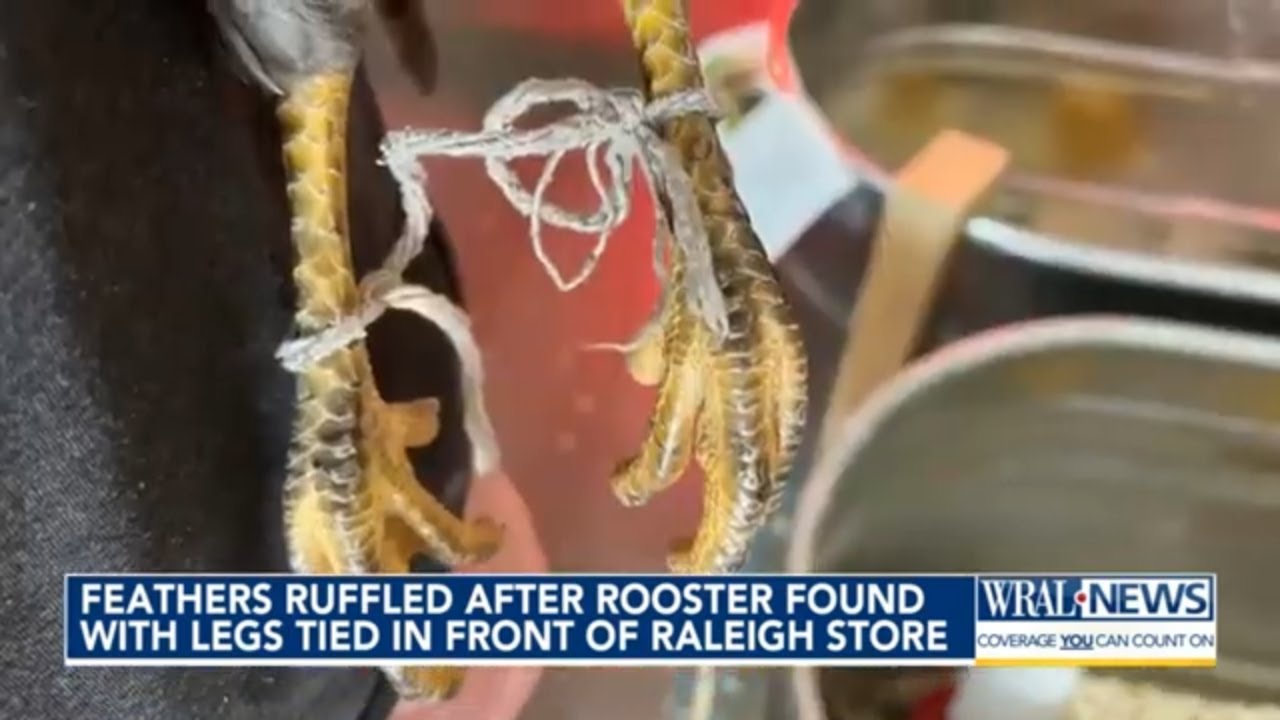 Feathers ruffled after rooster found with legs tied in front of Raleigh ...
