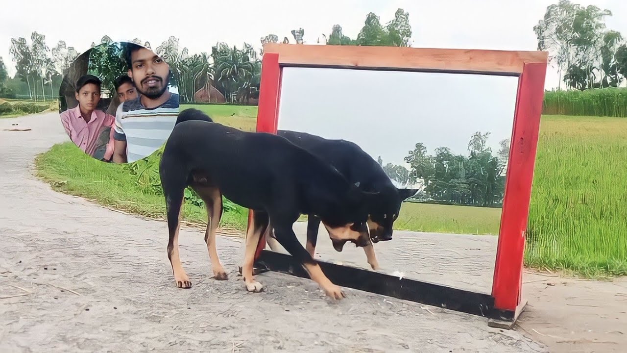 Super funny mirror prank on dog | Crazy dog reaction | You will pee ...