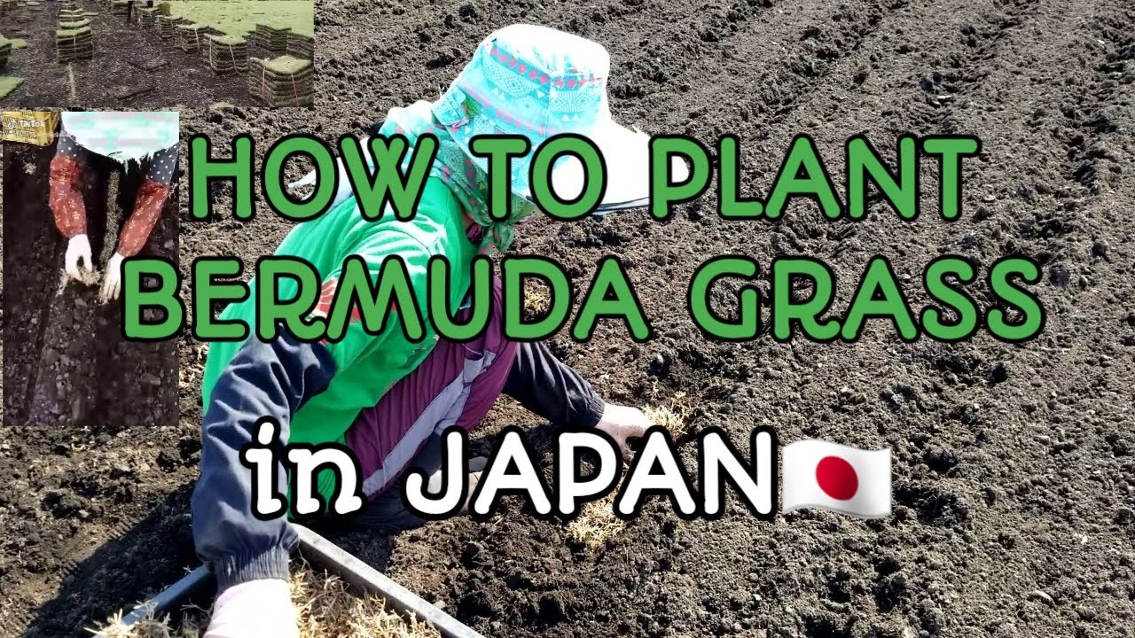 How to Plant Bermuda Grass in JAPAN - YouTube