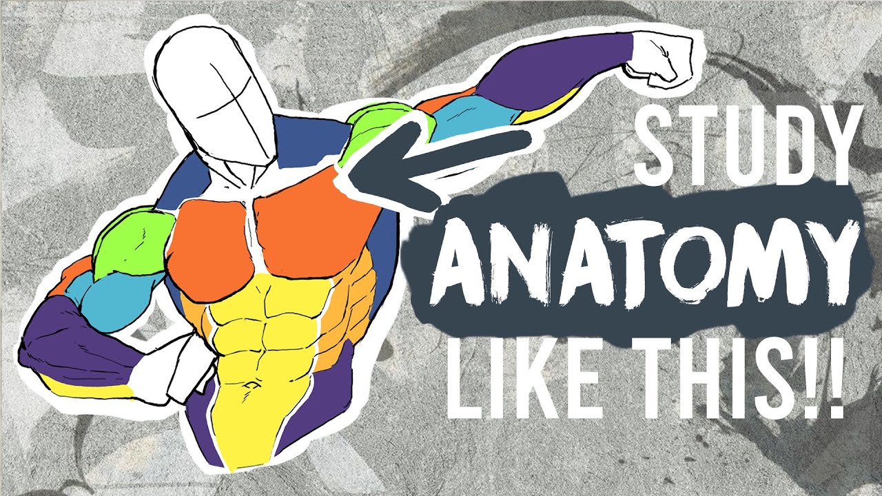 EASY Guide for Learning Anatomy | How to study Anatomy - YouTube