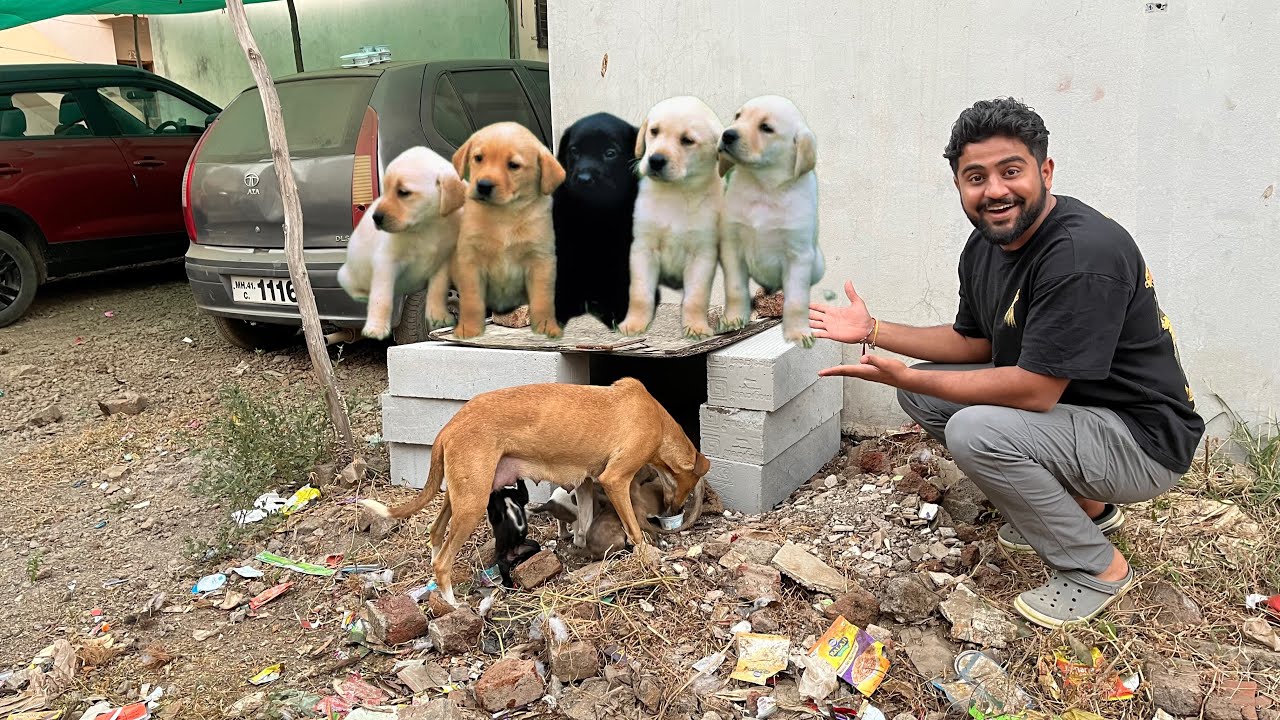 Dog Ke Puppies Ko Ghar Banaya #doghouse - YouTube