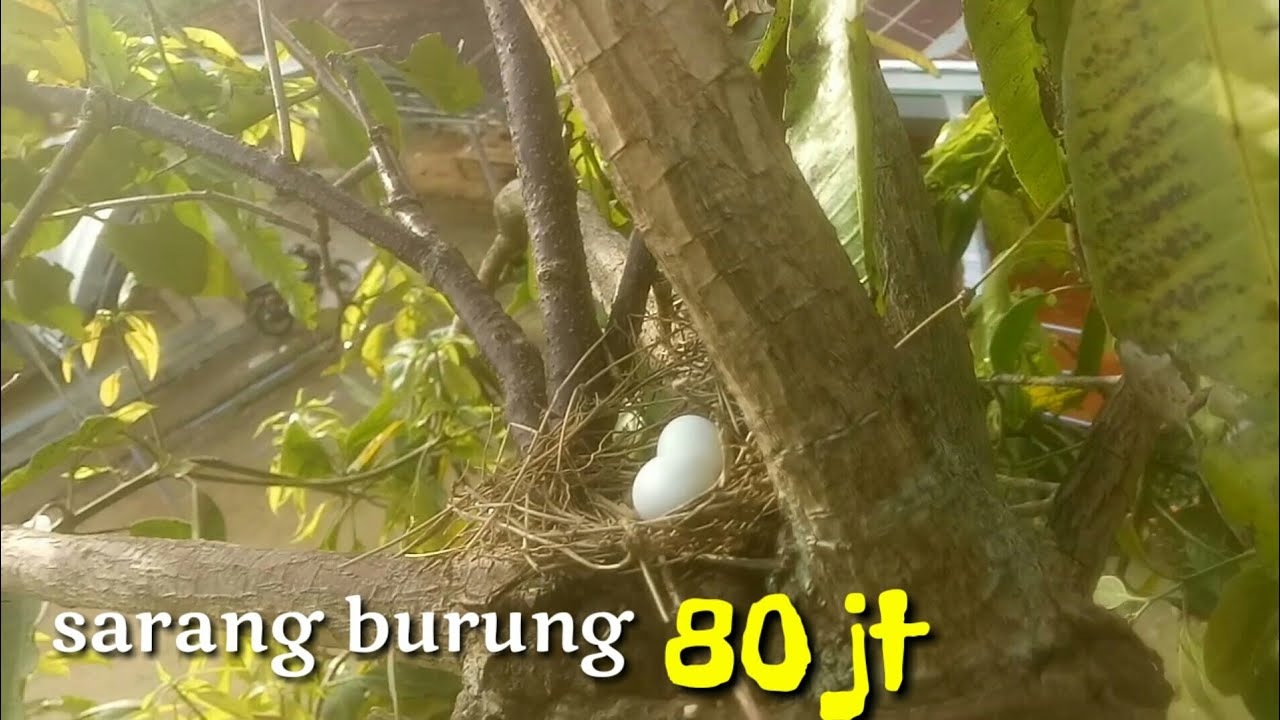 sarang burung perkutut di depan rumah - YouTube
