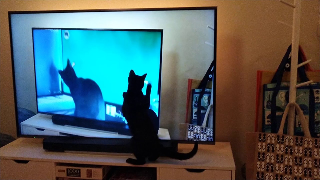 Catception - YouTube