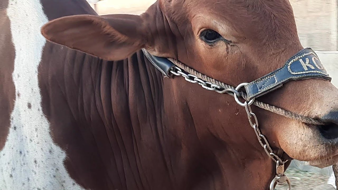 REVEALING OUR FIRST BULL || FORM KARIM'S CATTEL FARM || SAM ...