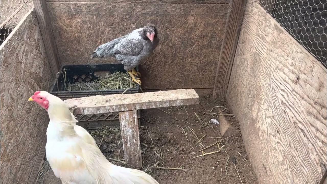 Nyob zoo xyoo tshiab 2023. Tham qaib ua si. - YouTube