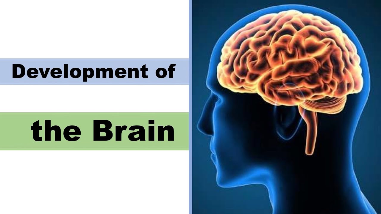 Development of nervous system | Development of the brain in Bangla ...
