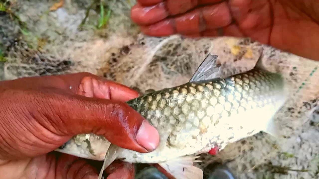 Jala ikan Belanak di Sungai yang Mengarah Ke Laut - YouTube