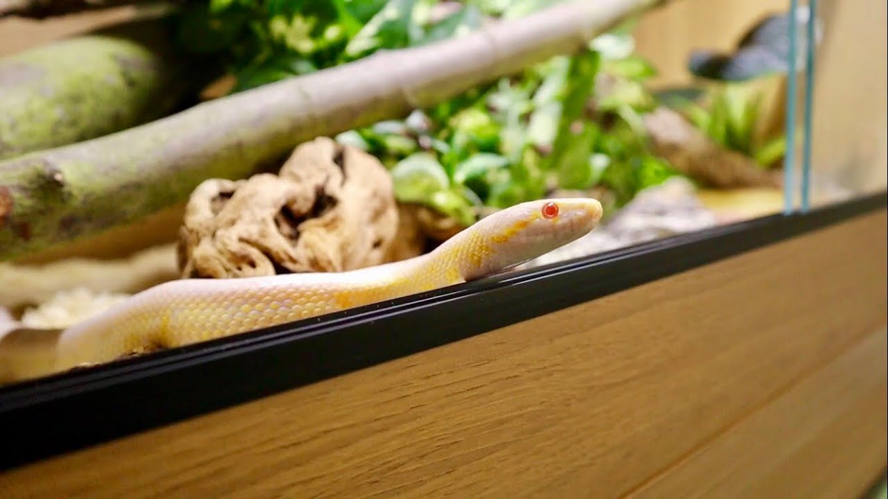 NEW CORN SNAKE SETUPS! - YouTube
