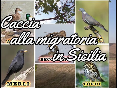 CACCIA AI MIGRATORI IN SICILIA  \
