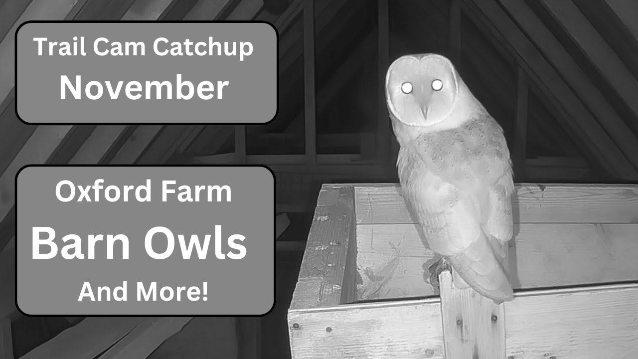Trail Cam Catchup - November with the Barn Owls, how long will they ...