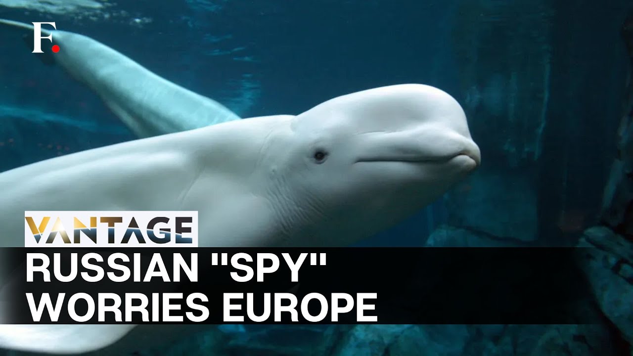 what-is-putin-s-spy-whale-doing-in-swedish-waters-vantage-on