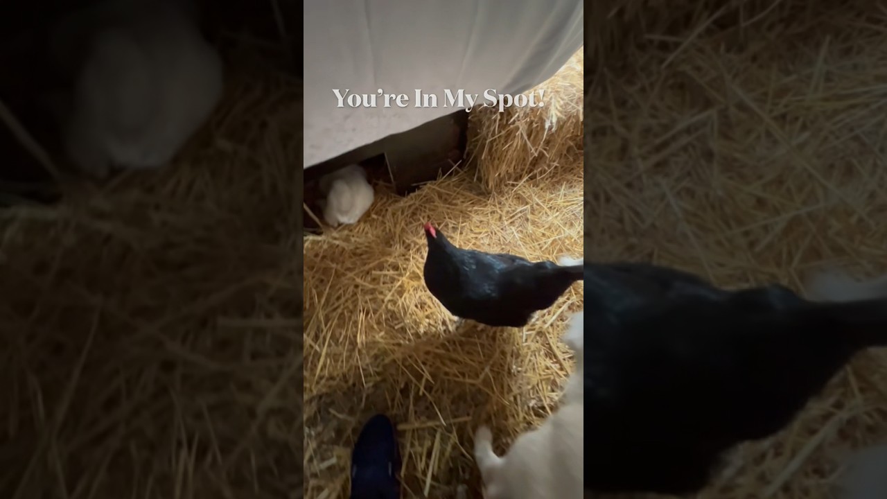 Chicken Is Very Upset at Baby Goats!!! - YouTube