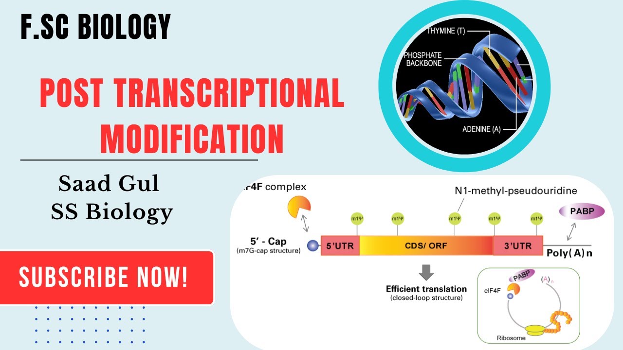 Post Transcriptional Modification (Eukaryotes Only) | Chromosome & DNA ...