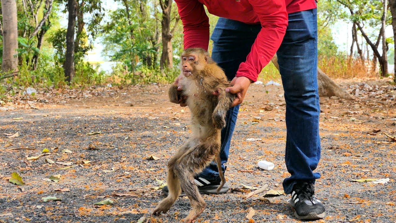 Sadness and difficult to help pity monkey to standing up - YouTube