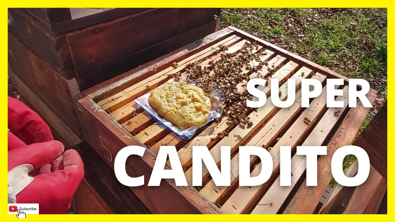 Posa candito fai da te || Apicoltura 2023 - YouTube