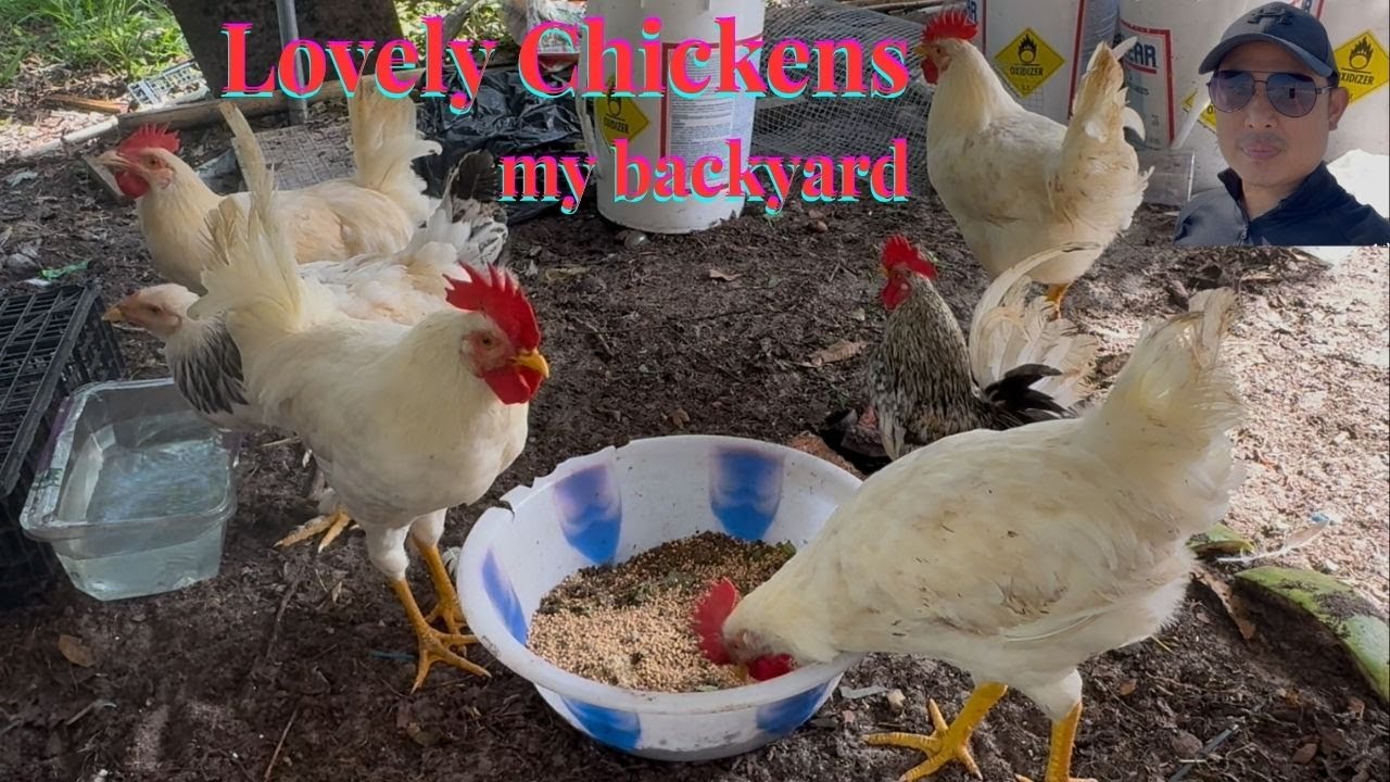 My lovely chickens in my backyard😍 - YouTube