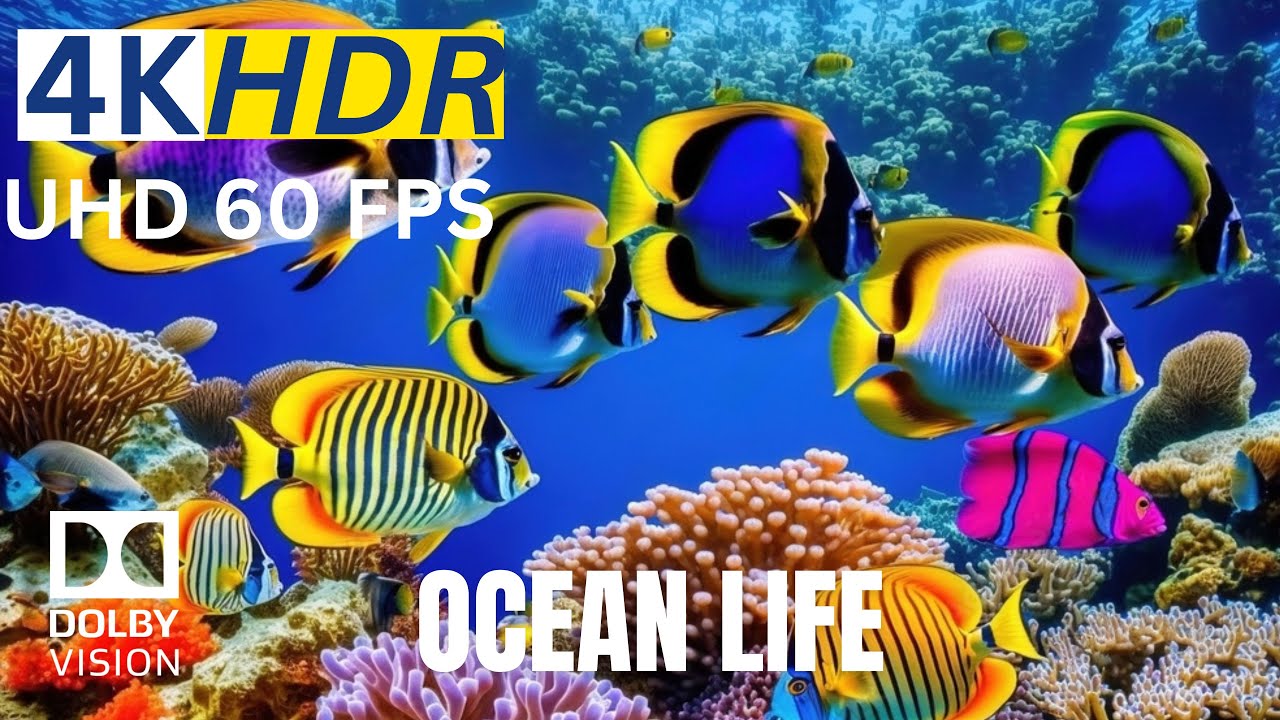 ocean 4k amazing ocean life | 4K HDR DOLBY VISION™ (60 FPS) | with ...