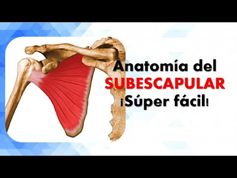 Anatomía del MÚSCULO SUBESCAPULAR. ¡Explicación súper fácil! - YouTube