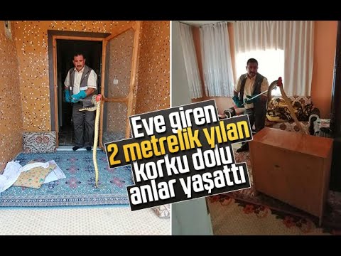 Eve giren 2 metrelik yılan korku dolu anlar yaşattı
